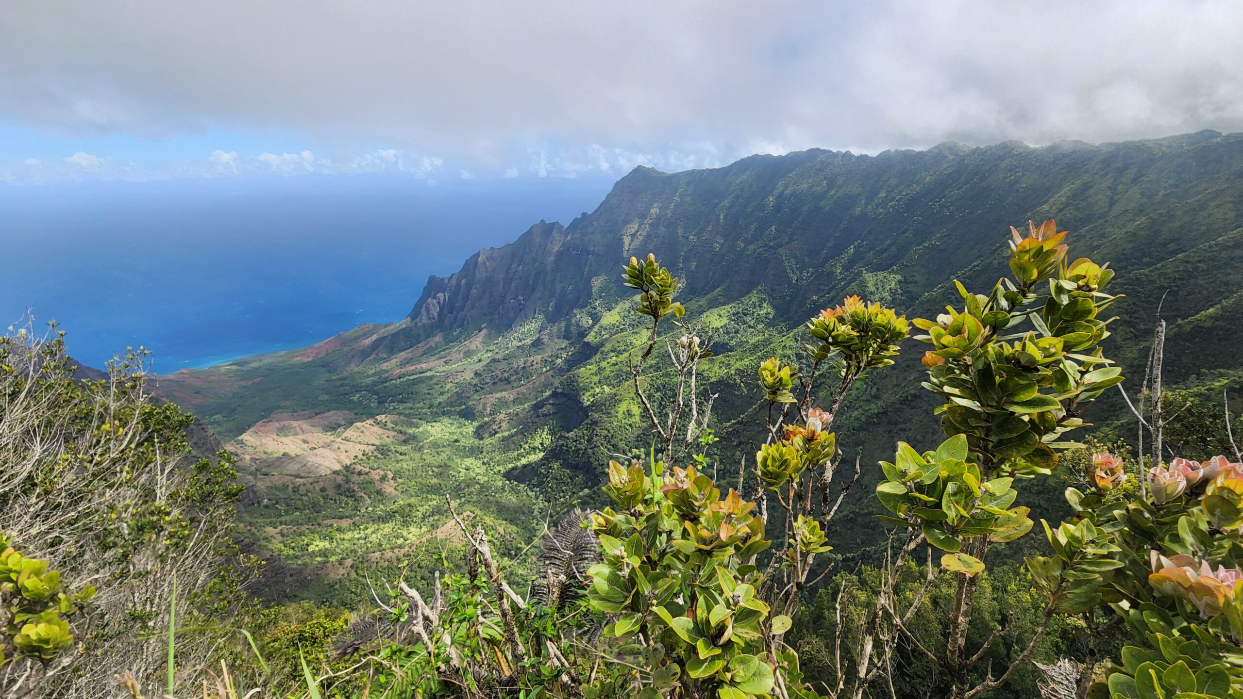 Shop - Kauai Patches